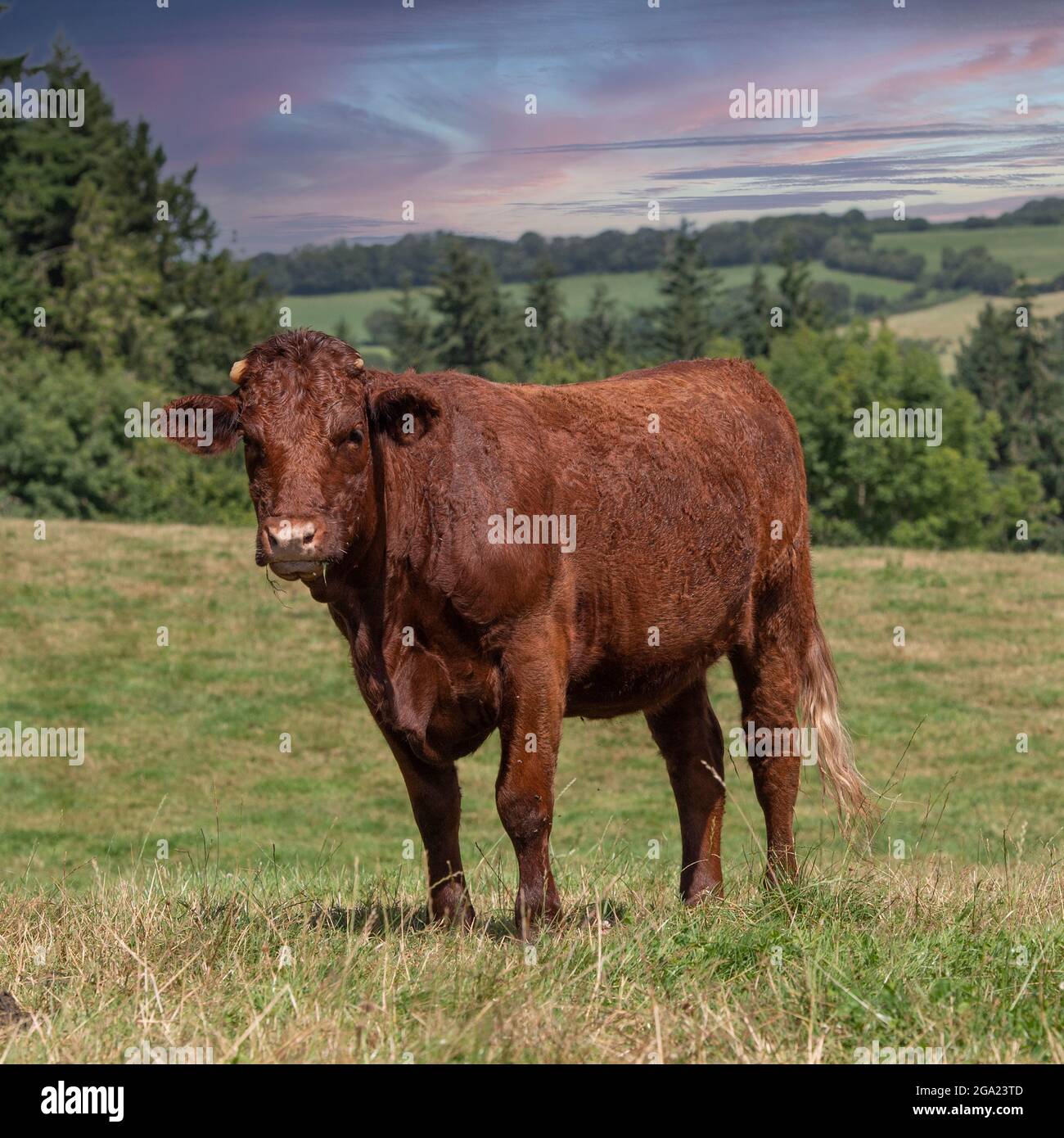 Devon ruby cow hi-res stock photography and images - Alamy