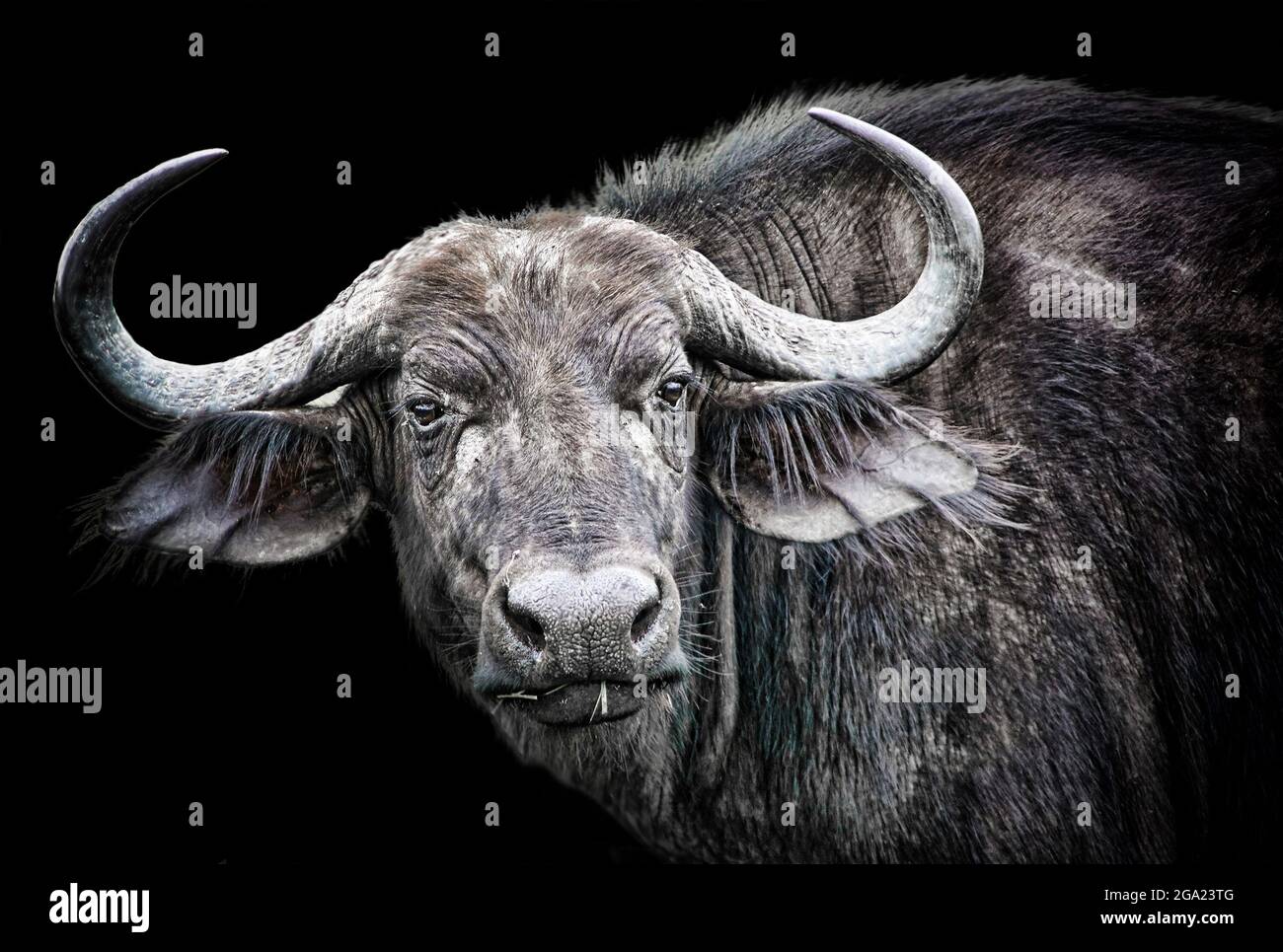 African buffalo close-up isolated on black background Stock Photo - Alamy