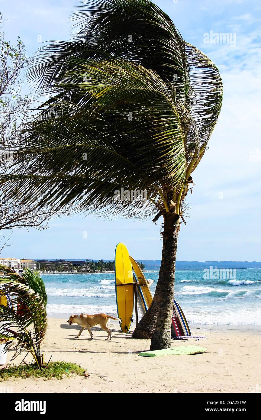 Maldives travel with dog hi-res stock photography and images - Alamy