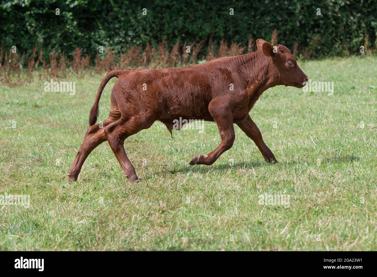 Healthy calf hi-res stock photography and images - Alamy