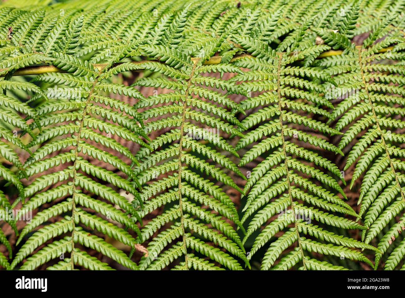 Absorbing foliage illustrating wellbeing through natural patterns ...