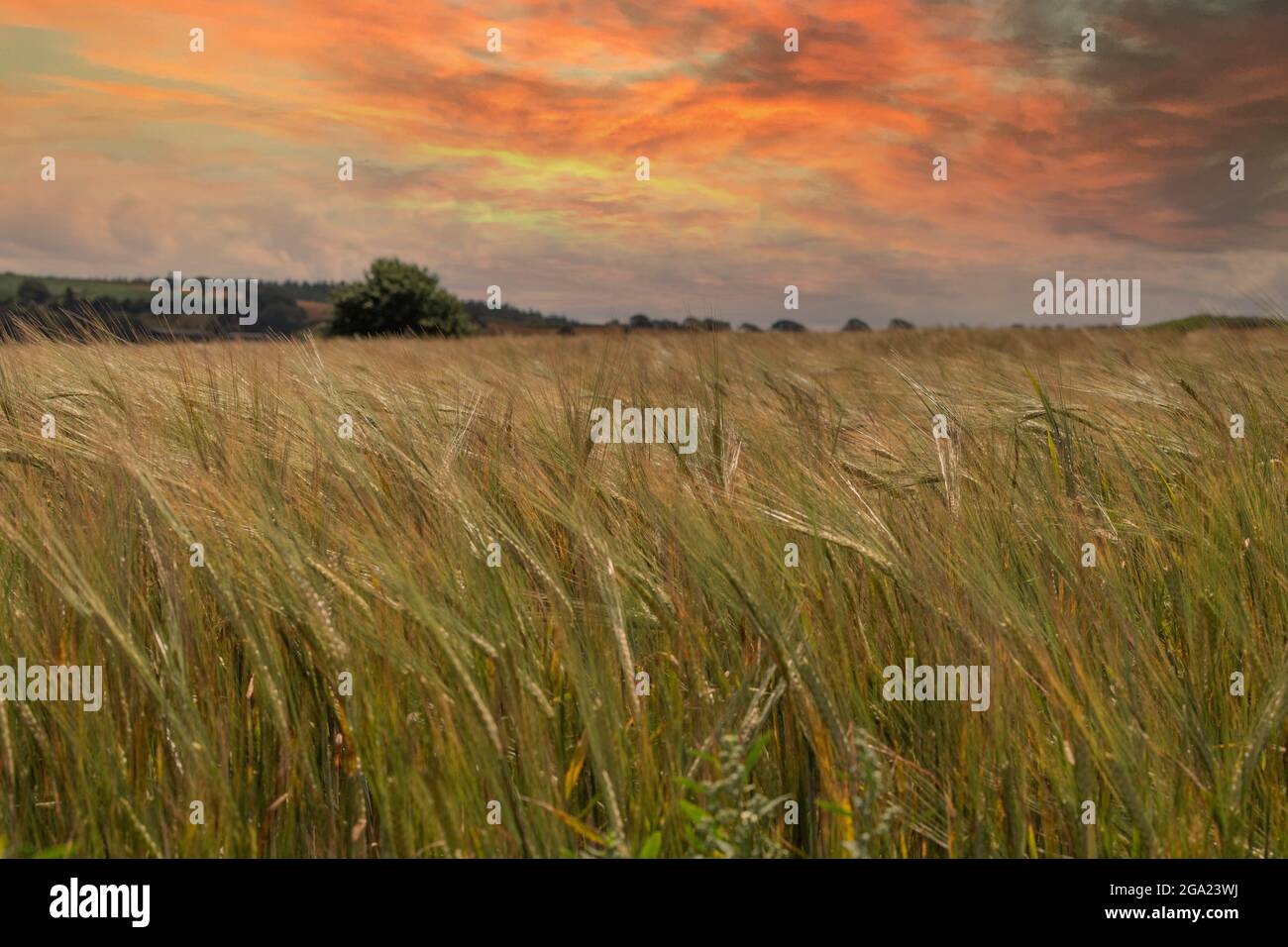 wheat field at sunset Stock Photo - Alamy