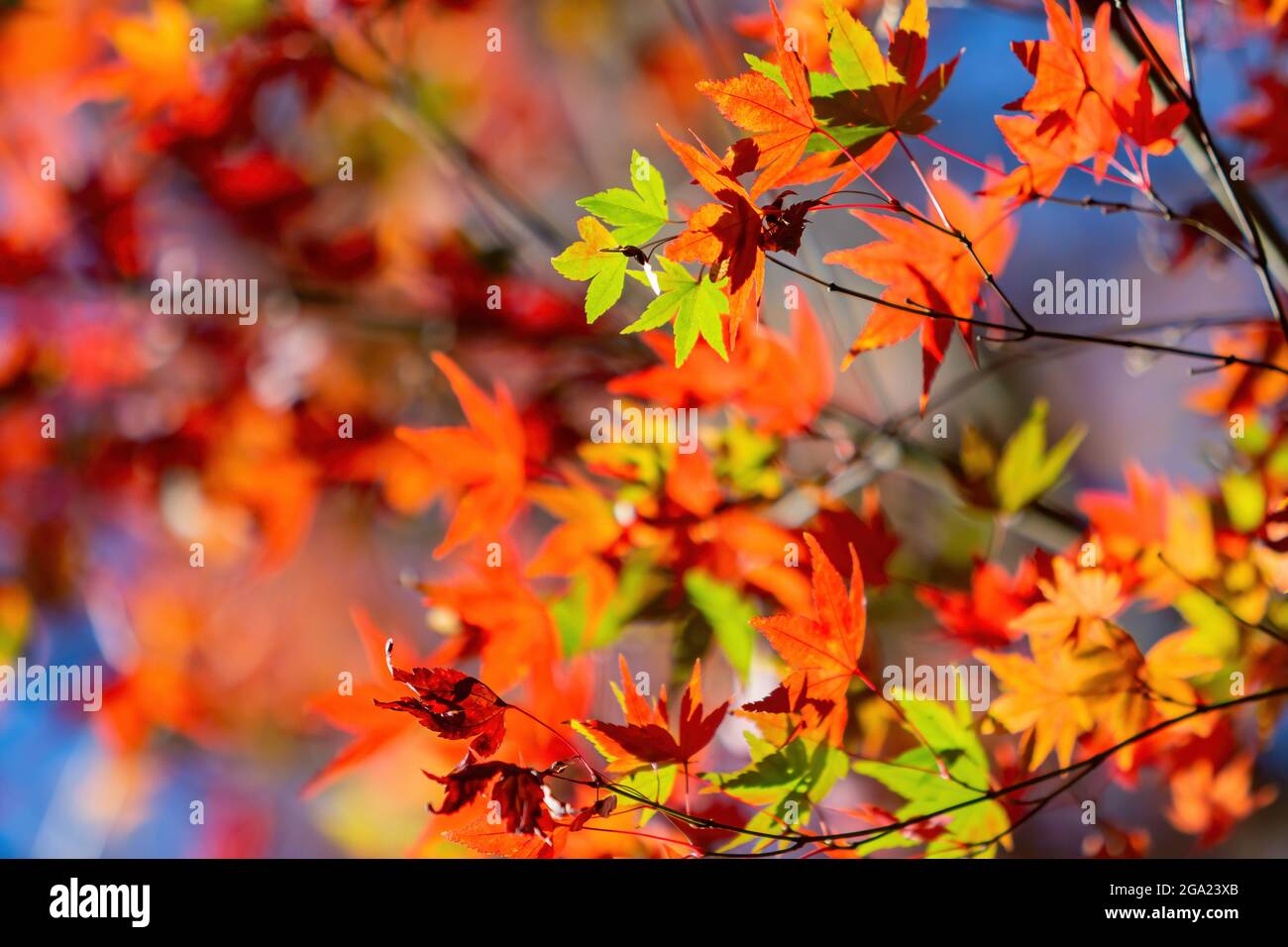 Close up shot of Maple leaves in Wuling Farm at Taichung, Taiwan Stock ...