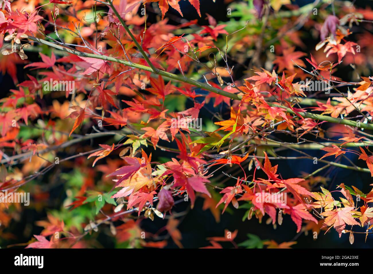Close up shot of Maple leaves in Wuling Farm at Taichung, Taiwan Stock ...