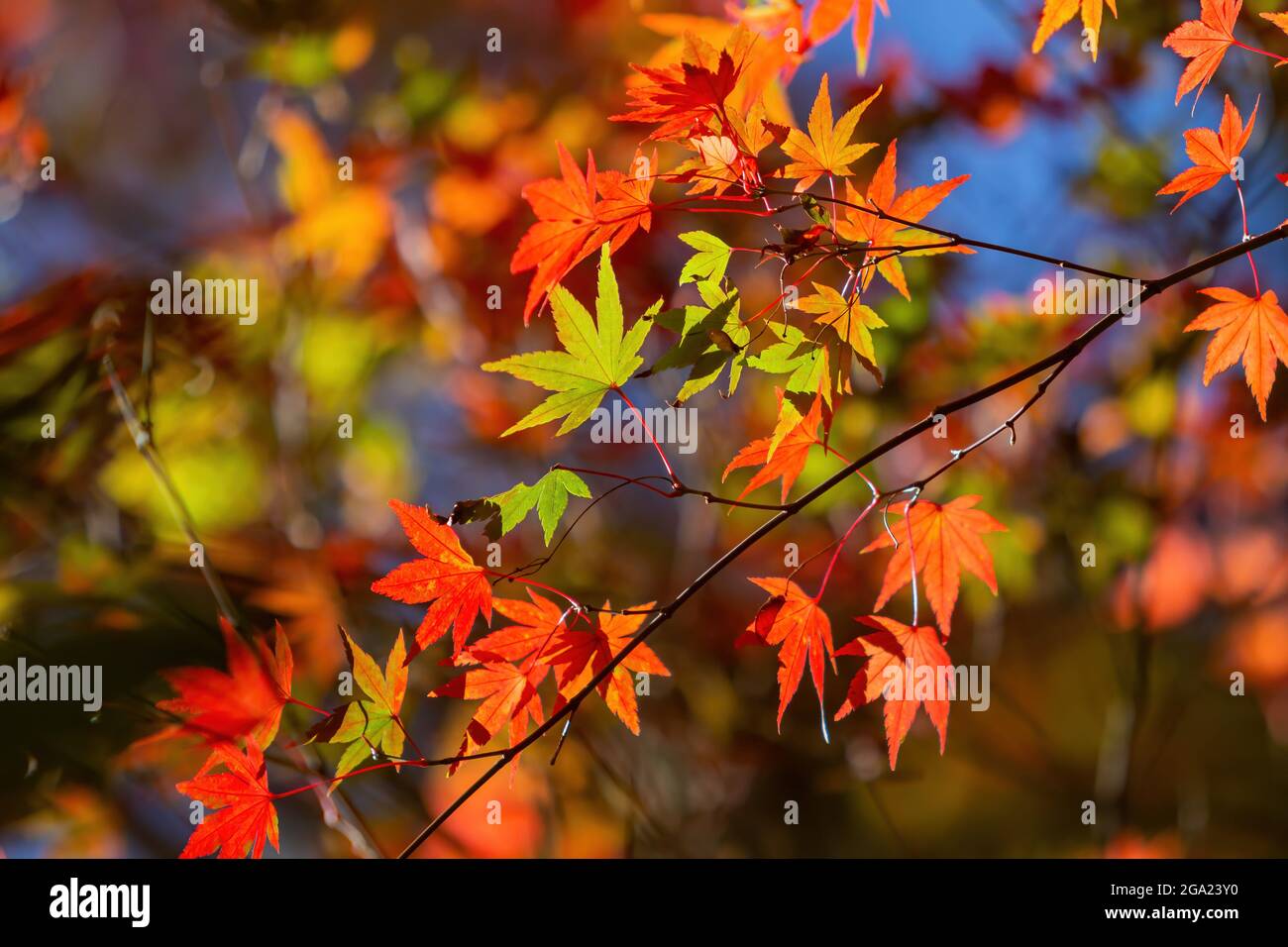 Close up shot of Maple leaves in Wuling Farm at Taichung, Taiwan Stock ...