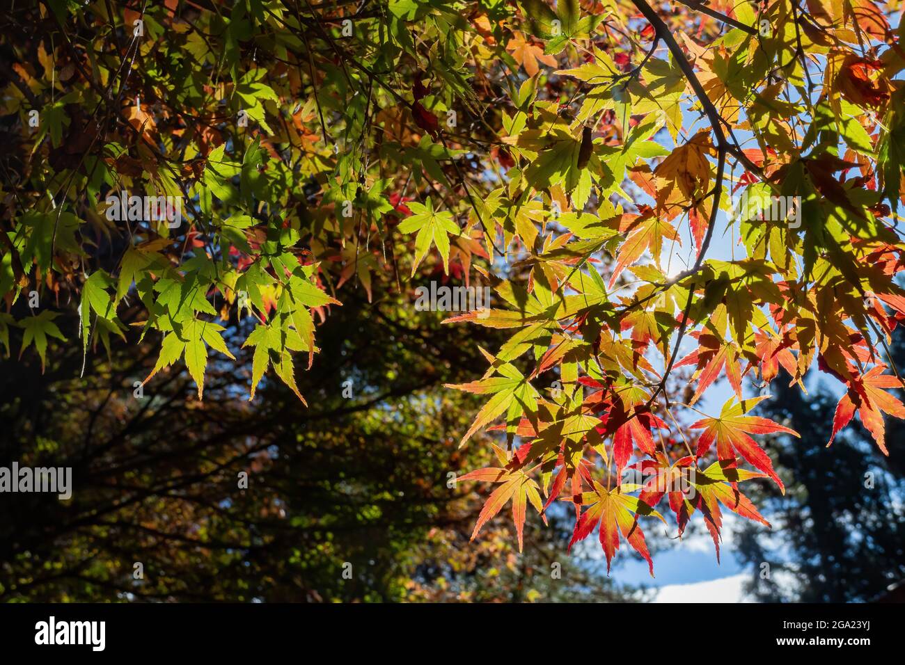 Close up shot of Maple leaves in Wuling Farm at Taichung, Taiwan Stock ...