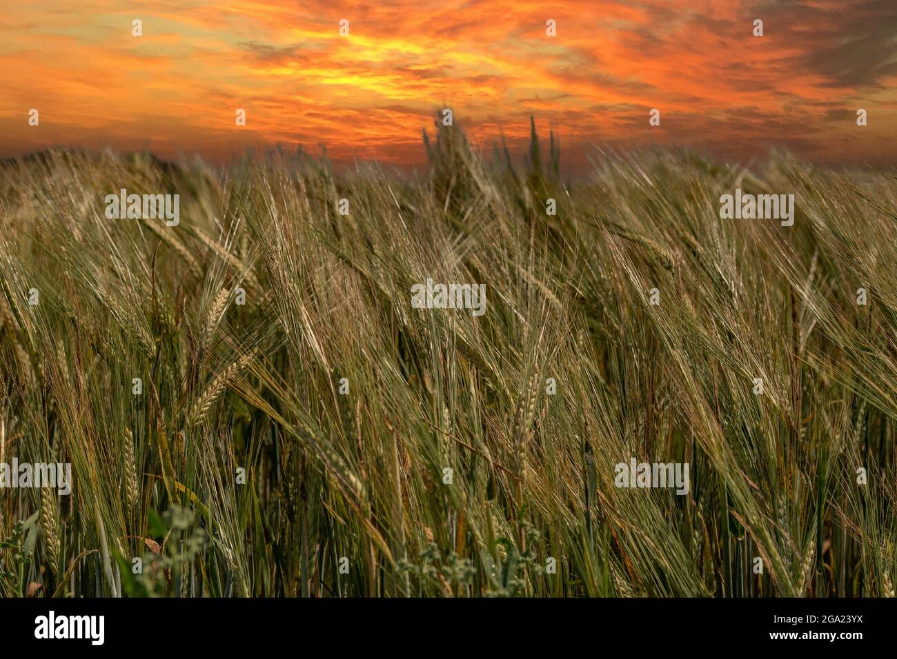 wheat field at sunset Stock Photo - Alamy