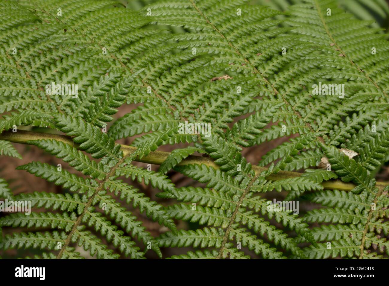 Absorbing foliage illustrating wellbeing through natural patterns ...