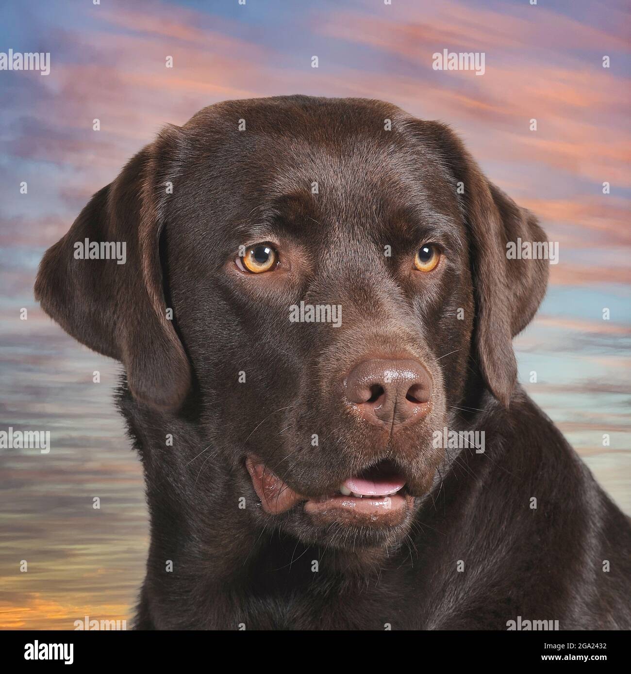 Labrador Retriever Chocolate Male