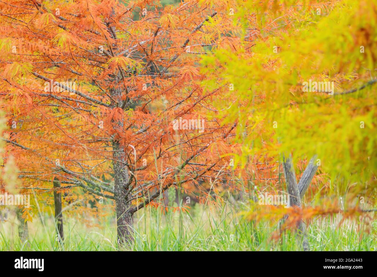 Beautiful fall color of Taxodium distichum in Wuling Farm at Taichung ...