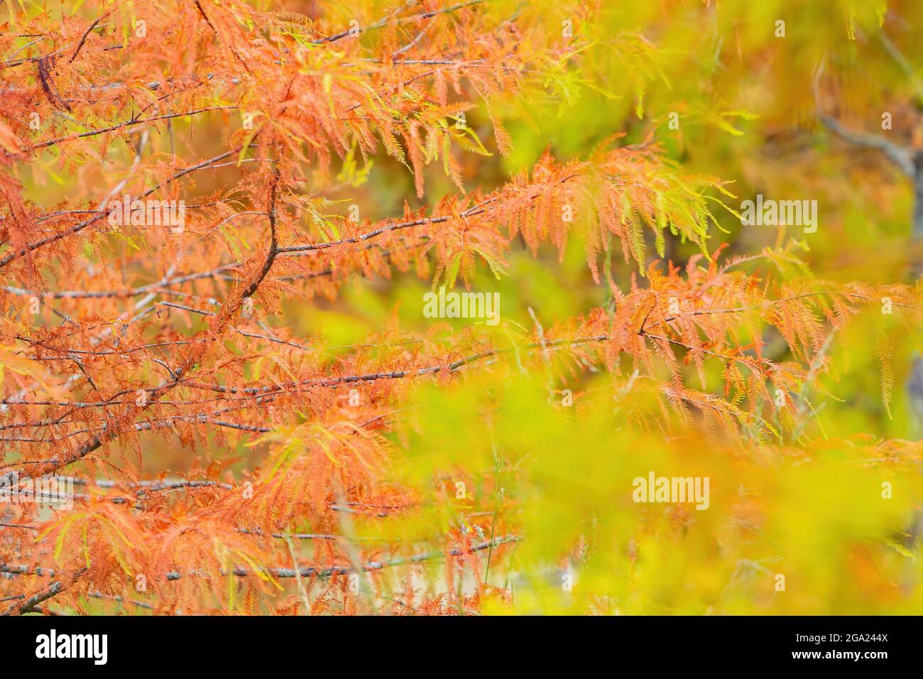 Beautiful fall color of Taxodium distichum in Wuling Farm at Taichung ...