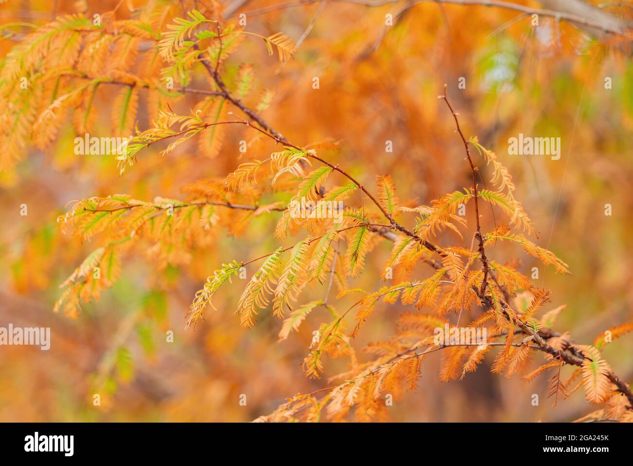 Beautiful fall color of Taxodium distichum in Wuling Farm at Taichung ...