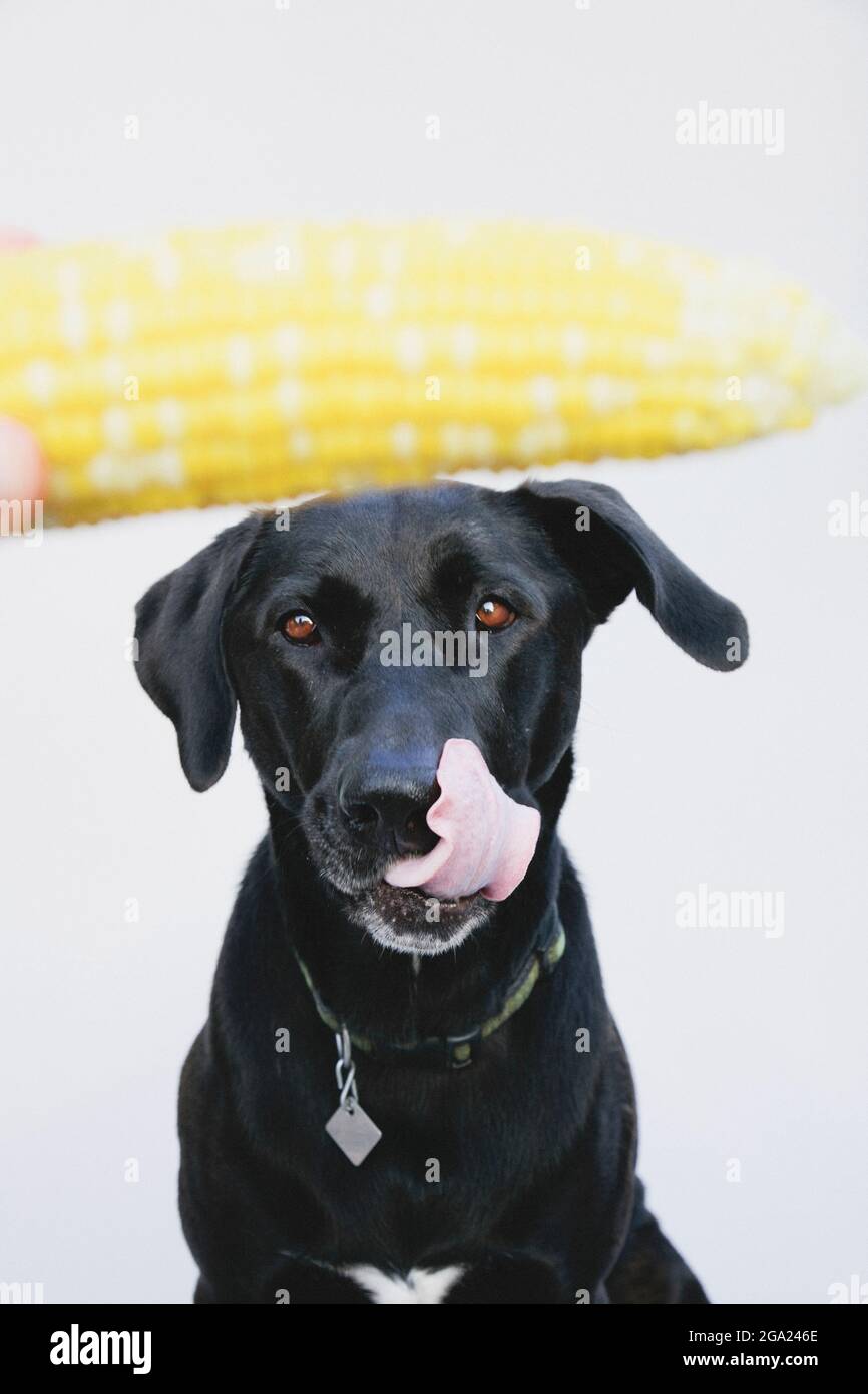 Dog corn hi-res stock photography and images - Alamy