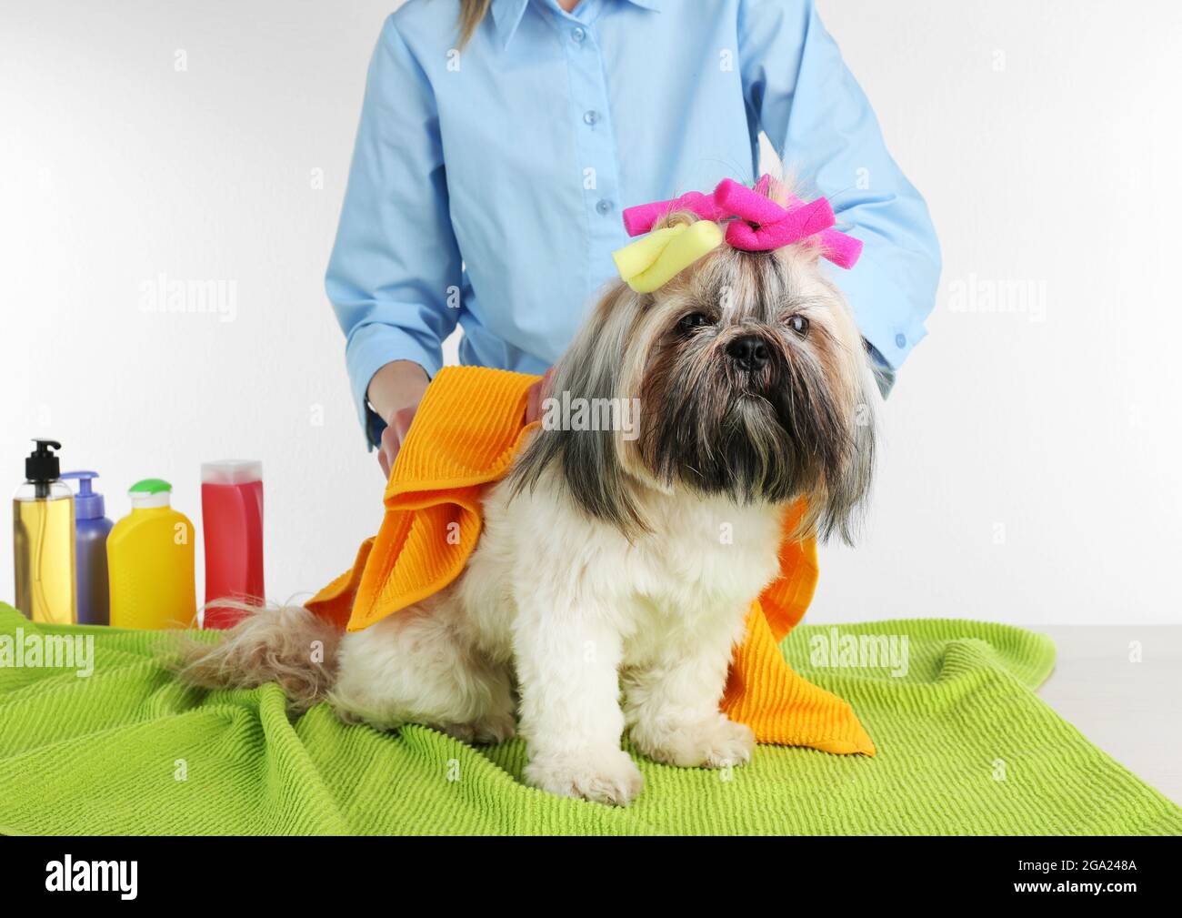 Hairdresser towel Shih Tzu dog in barbershop, isolated on white Stock ...