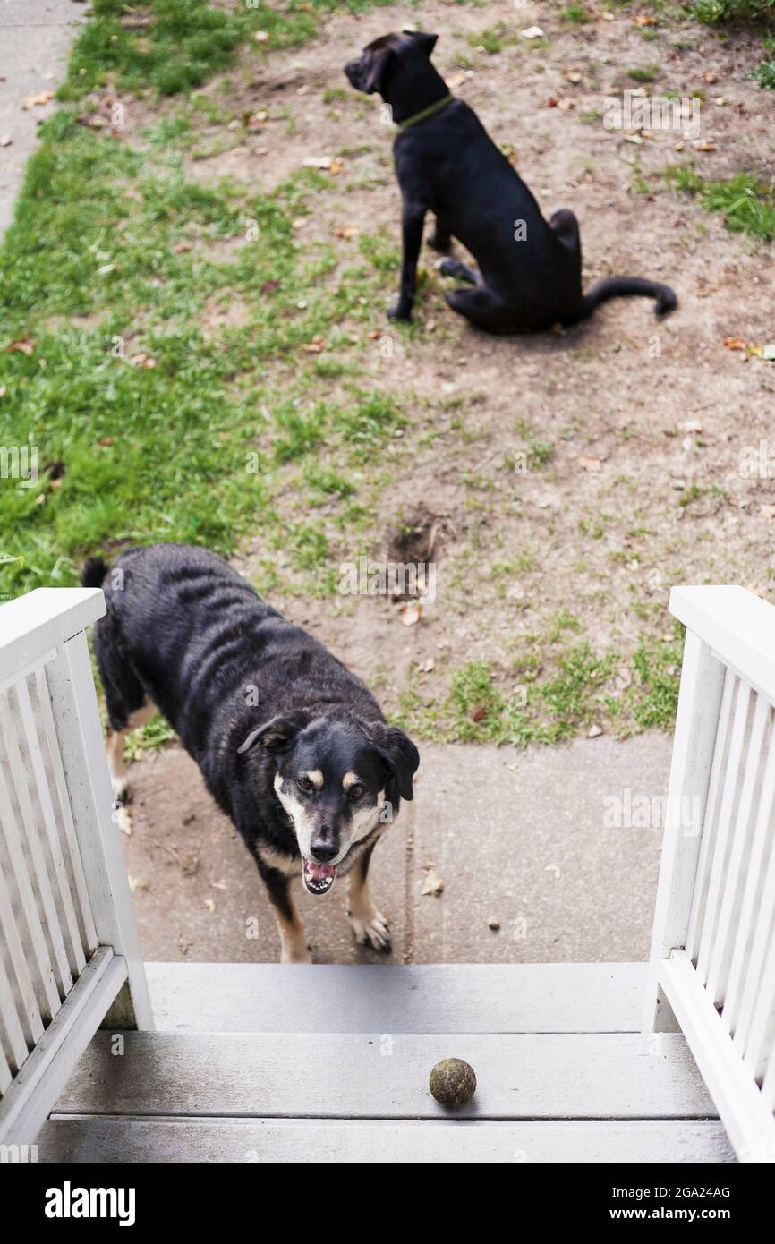 Large breed dogs hi-res stock photography and images - Alamy