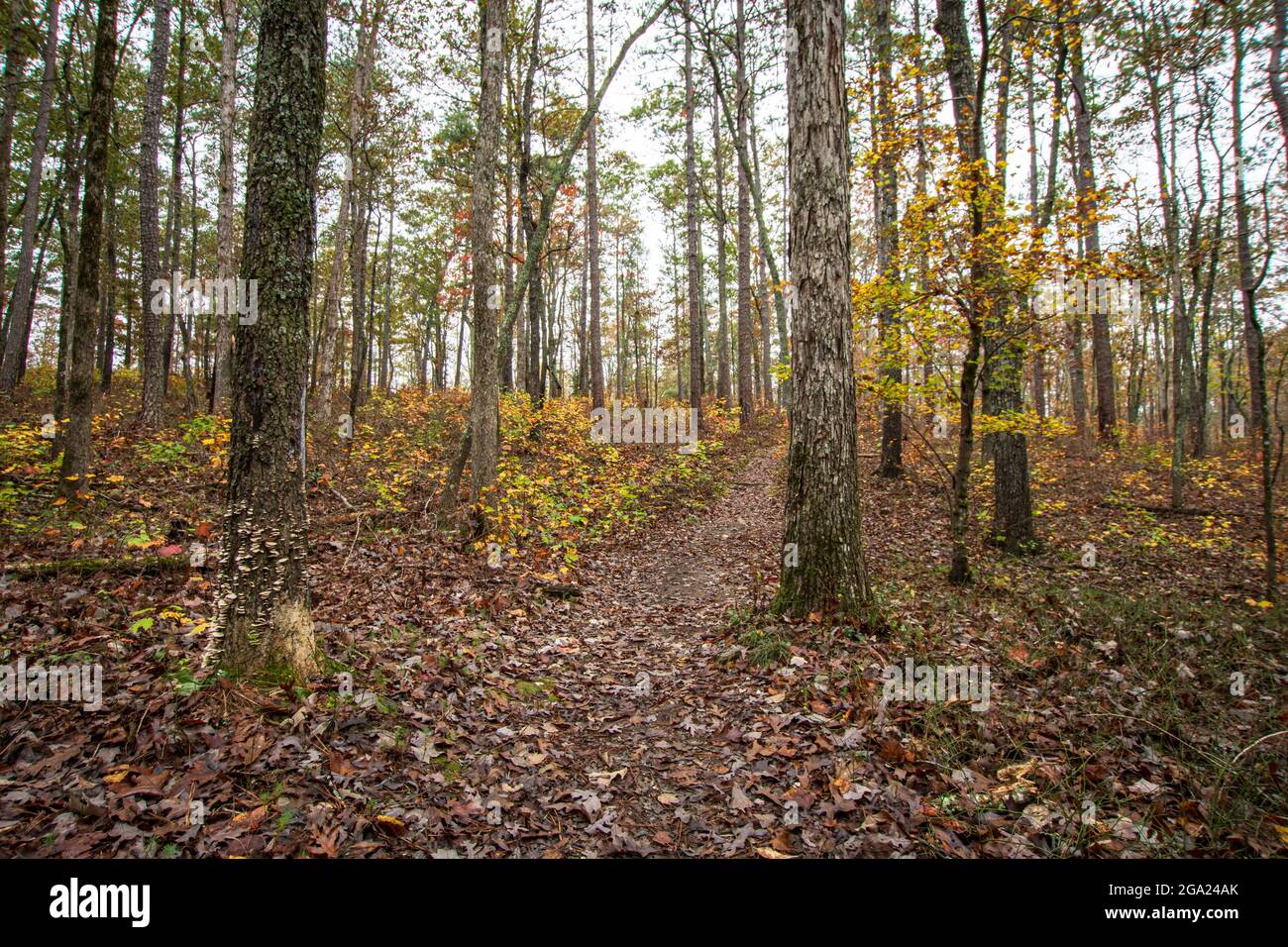 Foot trail through a deciduous forest in southern Appalachia during ...