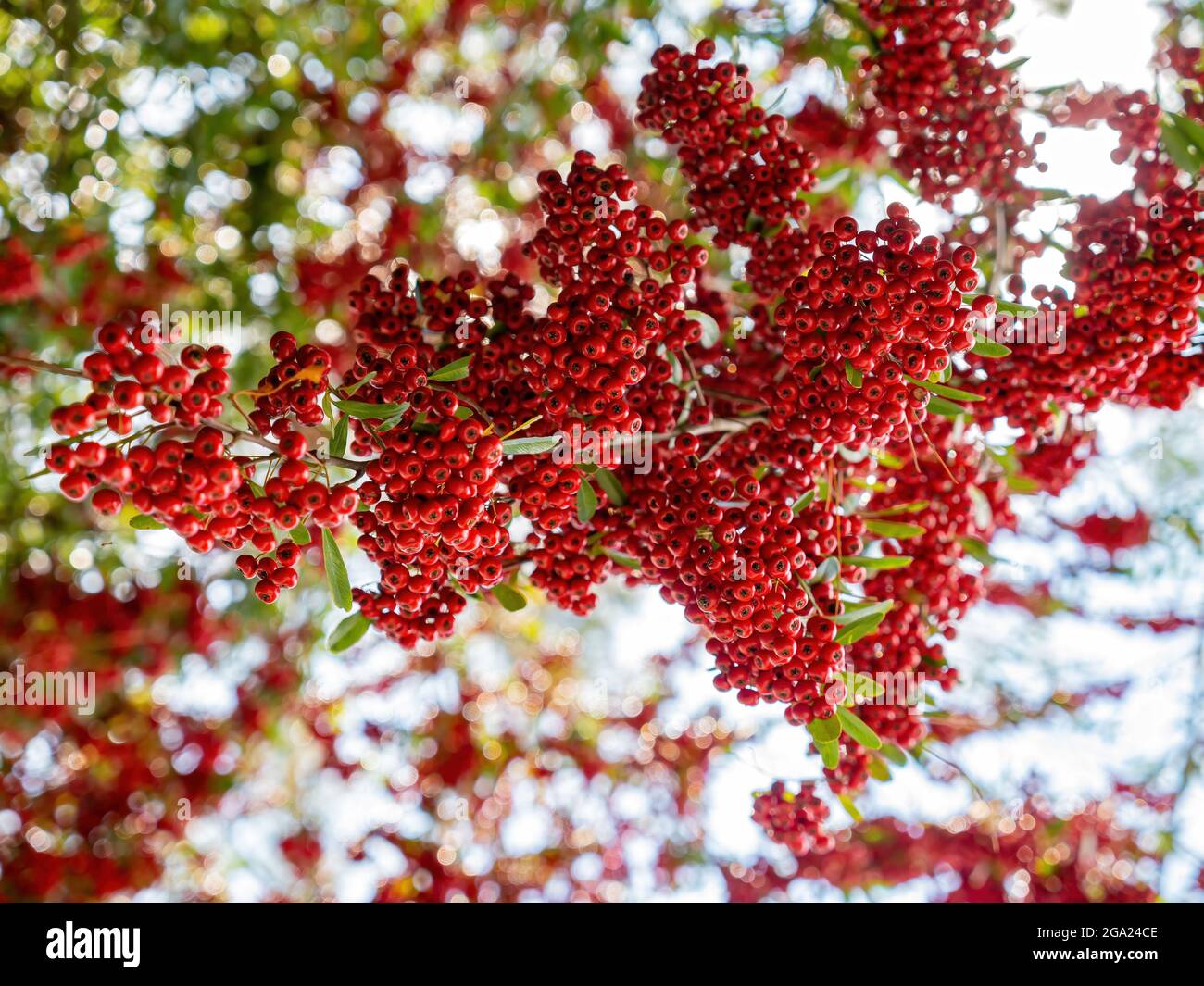 Close up shot many mature Pyracantha in Wuling Farm at Taichung, Taiwan ...