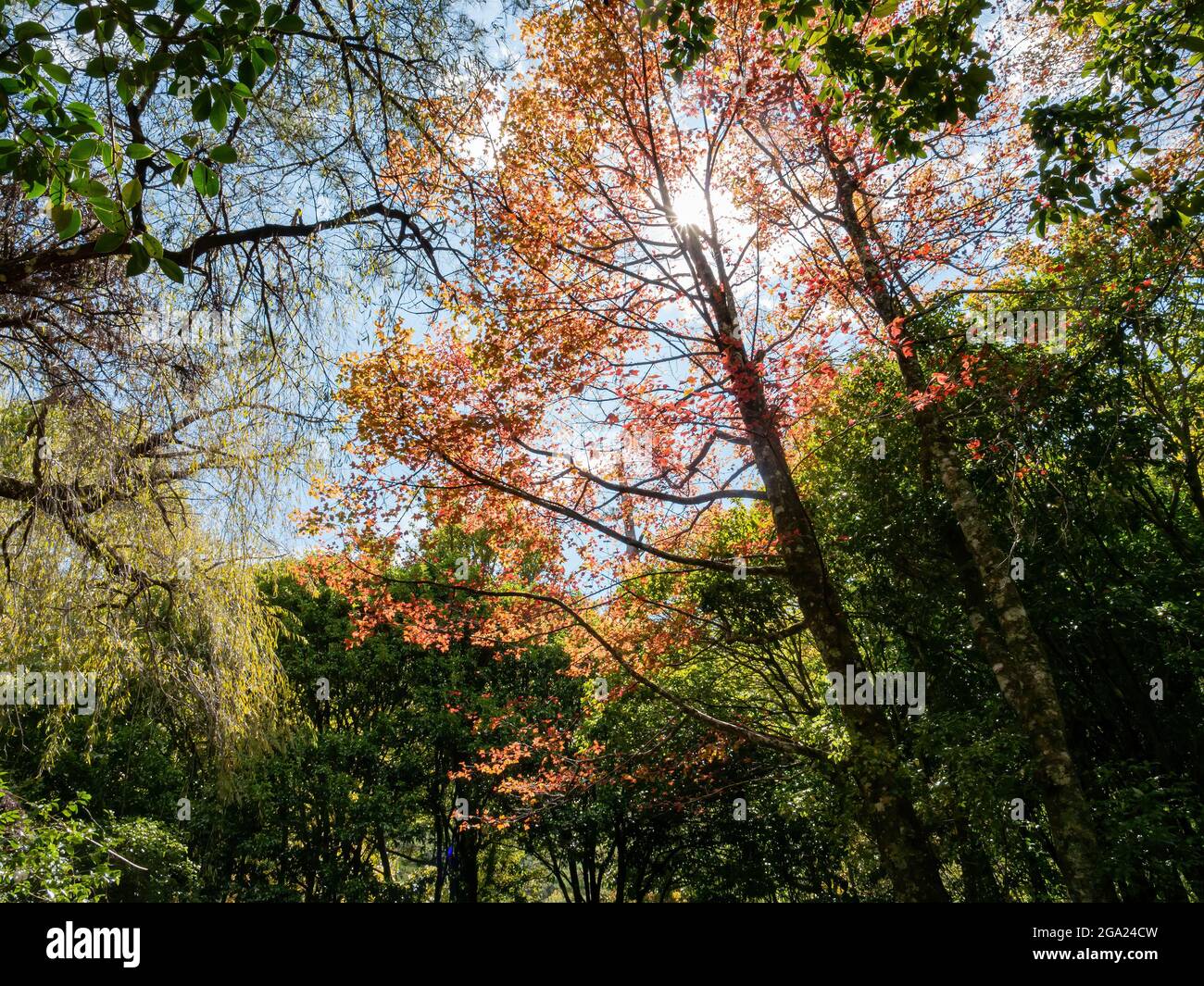 Autumn landscape in Wuling Farm at Taichung, Taiwan Stock Photo - Alamy
