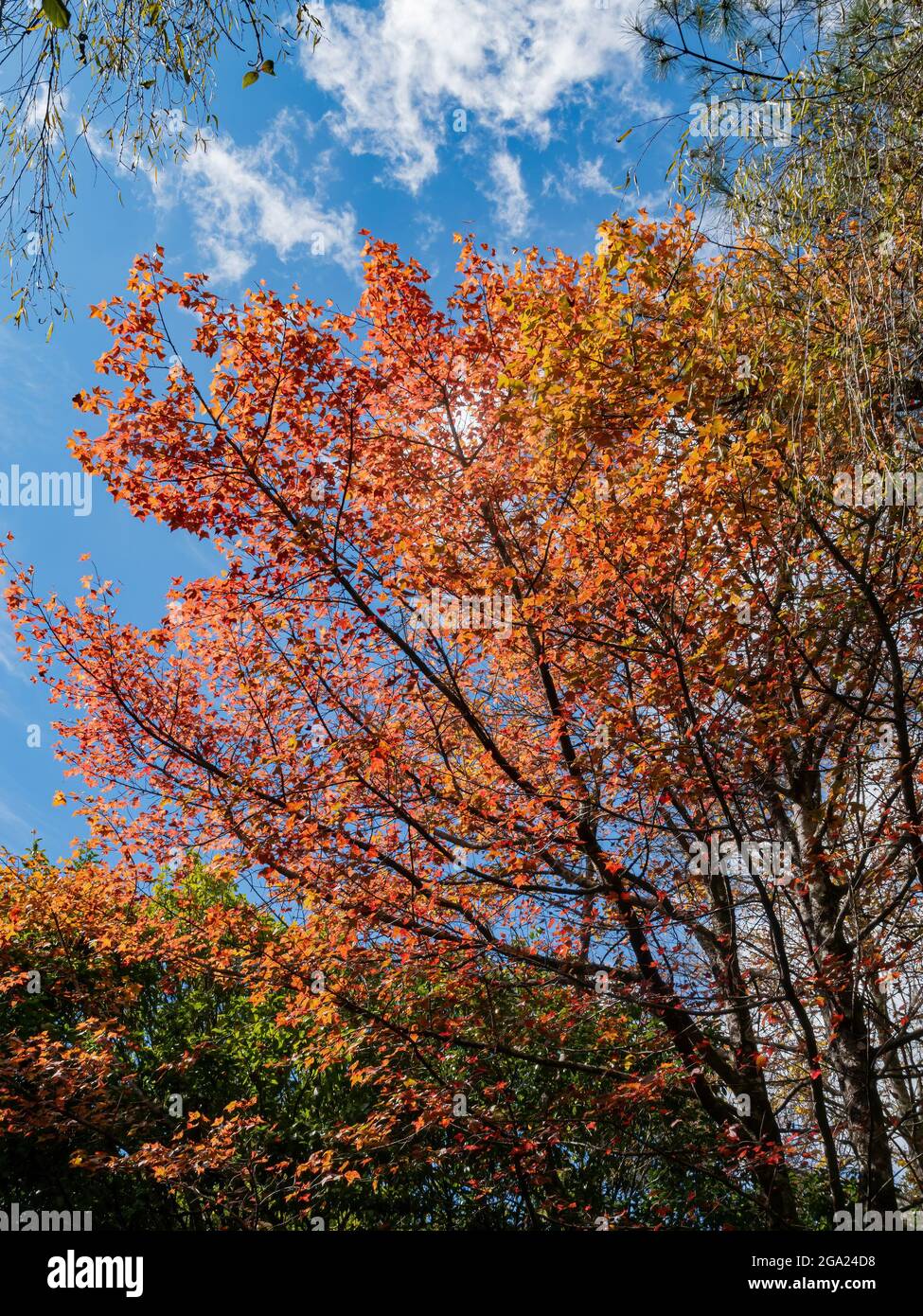 Close up shot of Maple leaves in Wuling Farm at Taichung, Taiwan Stock ...