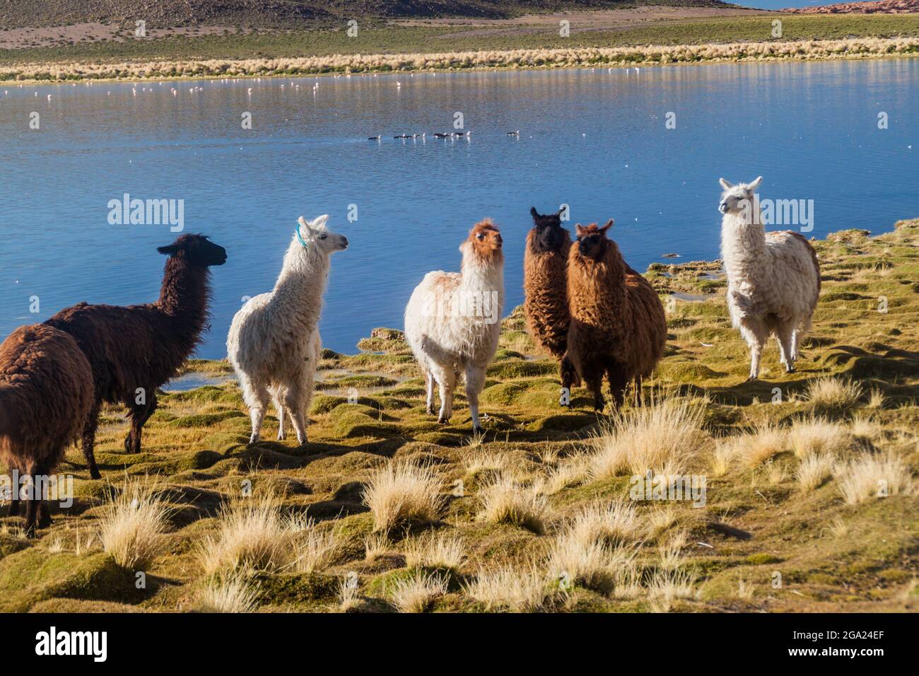 Herd of lamas (alpacas) grazing by a lake on bolivian Altiplano Stock ...