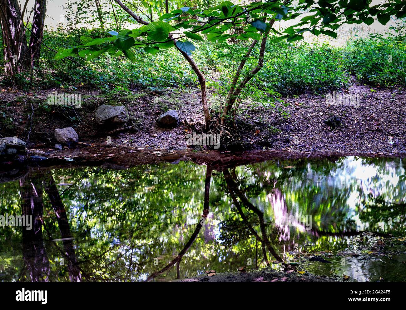 Down in the dell the old tree reflected in the stream Stock Photo - Alamy