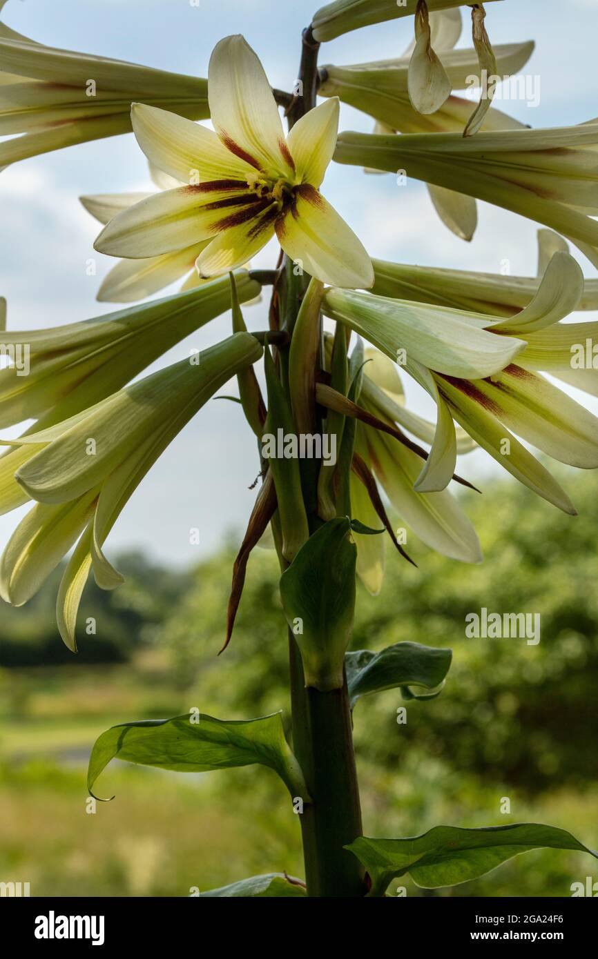 Outstanding Cardiocrinum Giganteum, giant Himalayan lily, giant lily ...