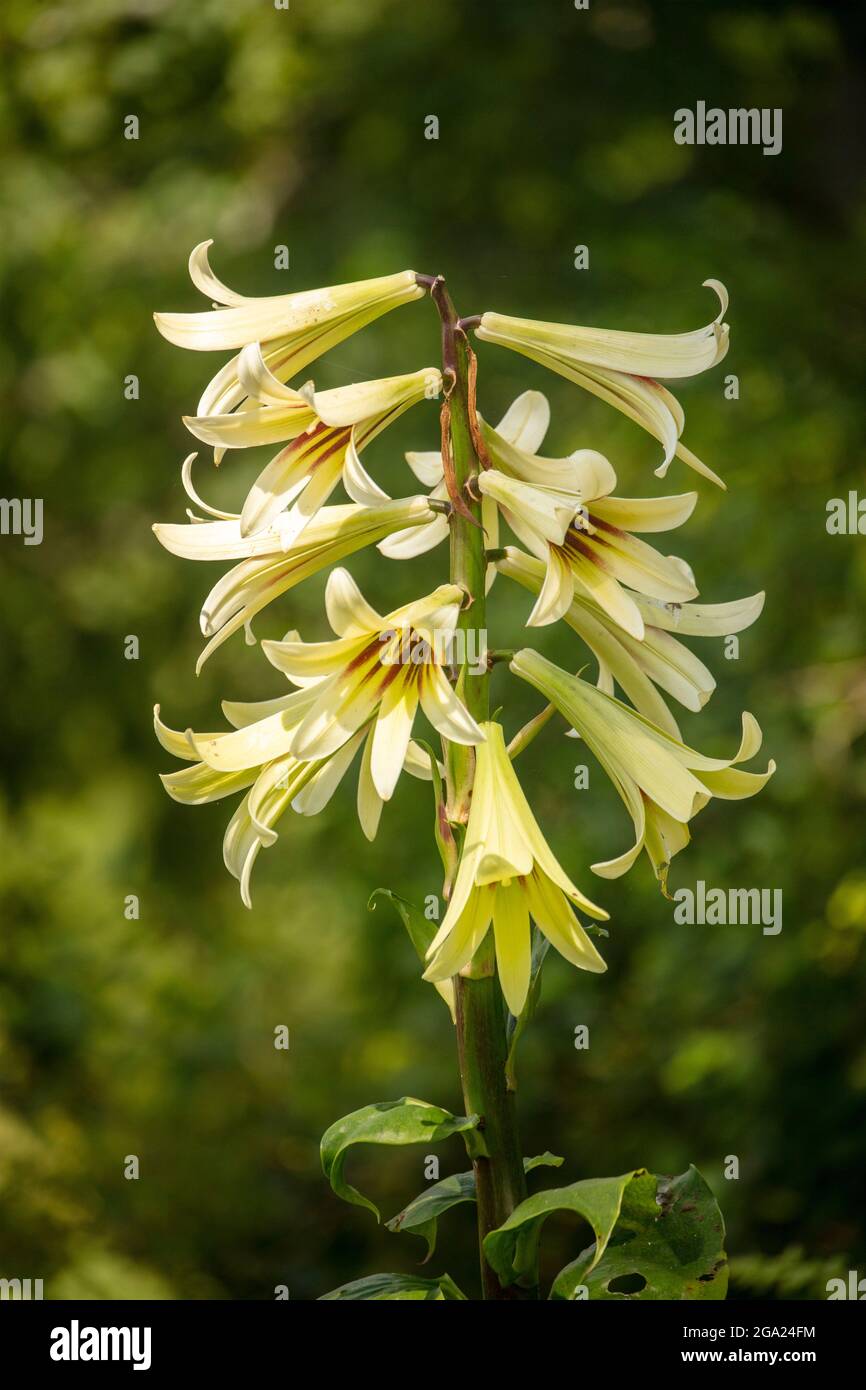 Outstanding Cardiocrinum Giganteum, giant Himalayan lily, giant lily ...