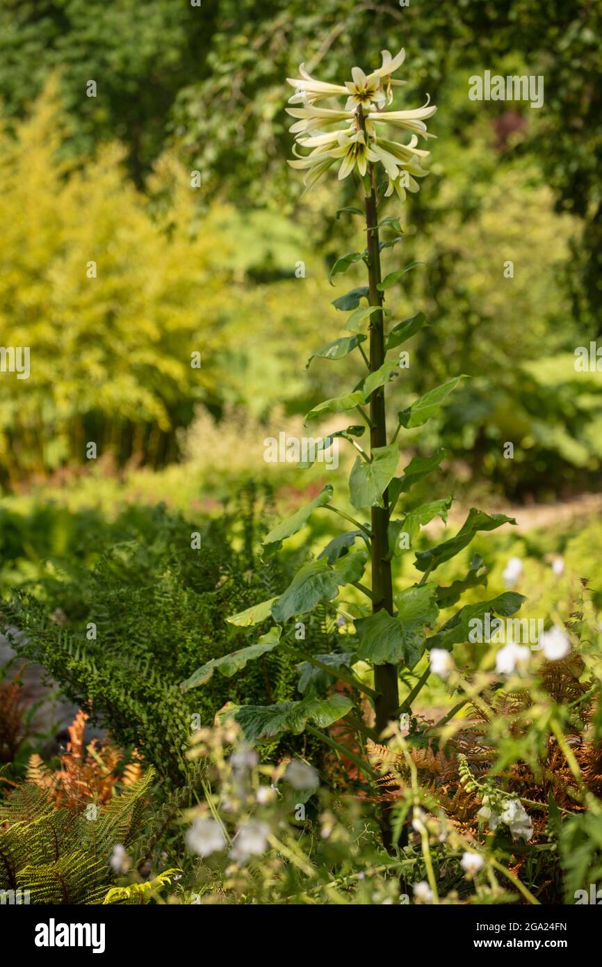 Outstanding Cardiocrinum Giganteum, giant Himalayan lily, giant lily ...
