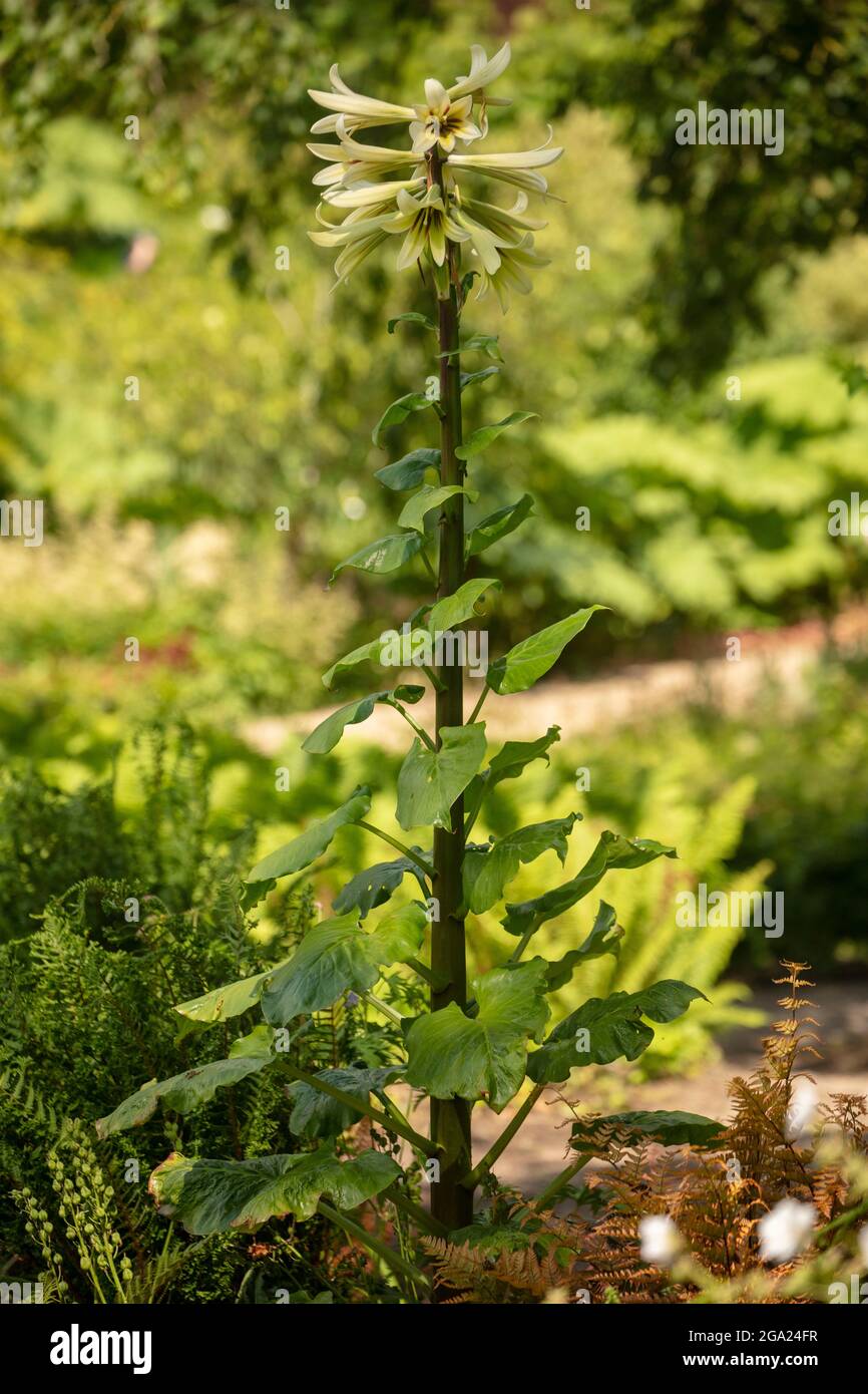 Outstanding Cardiocrinum Giganteum, giant Himalayan lily, giant lily ...