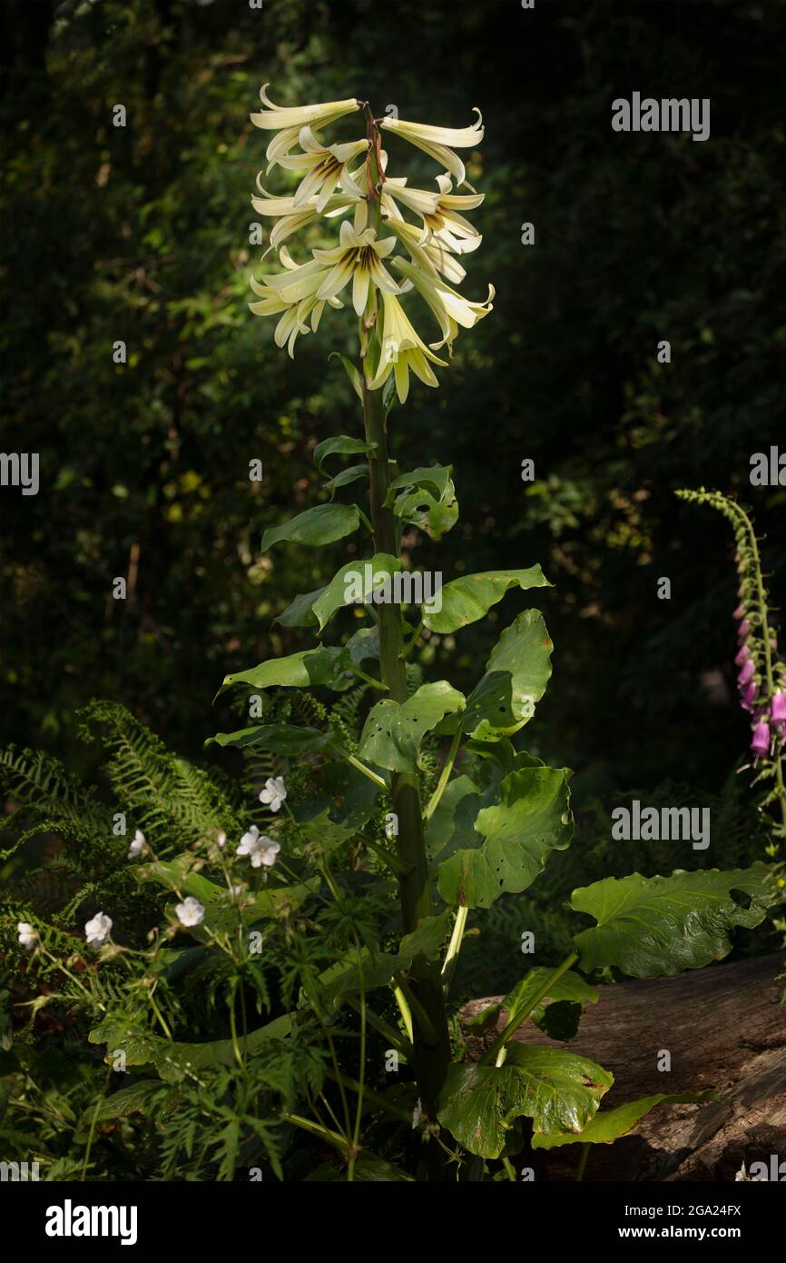 Outstanding Cardiocrinum Giganteum, giant Himalayan lily, giant lily ...