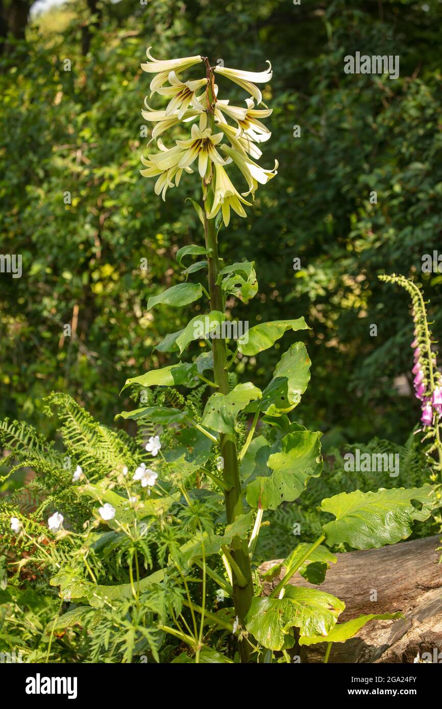 Outstanding Cardiocrinum Giganteum, giant Himalayan lily, giant lily ...