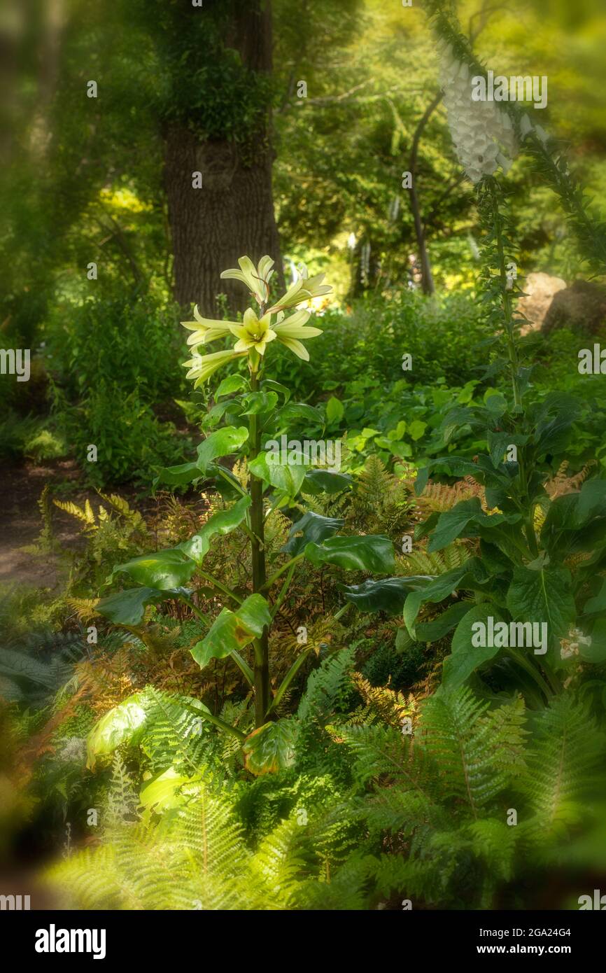 Outstanding Cardiocrinum Giganteum, giant Himalayan lily, giant lily ...