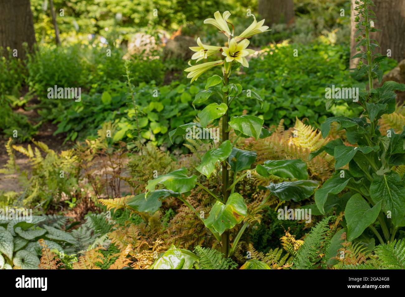 Outstanding Cardiocrinum Giganteum, giant Himalayan lily, giant lily ...