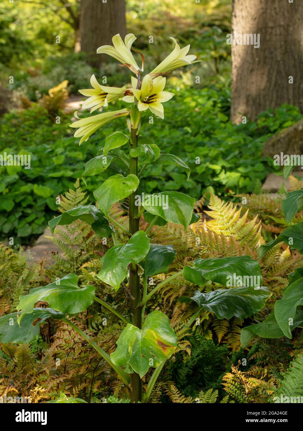 Outstanding Cardiocrinum Giganteum, giant Himalayan lily, giant lily ...