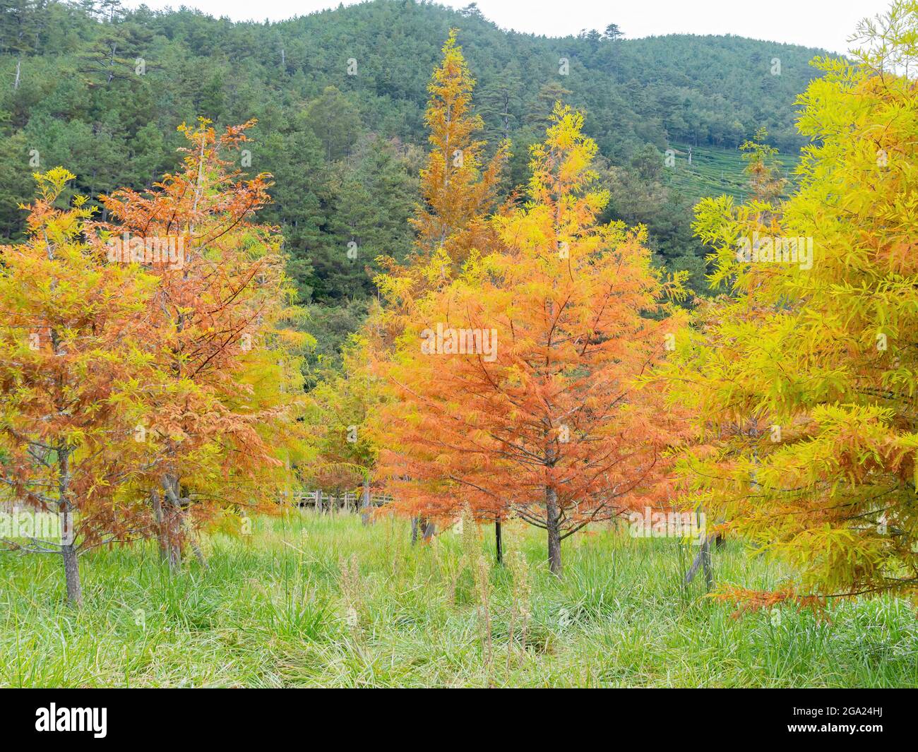 Beautiful fall color of Taxodium distichum in Wuling Farm at Taichung ...