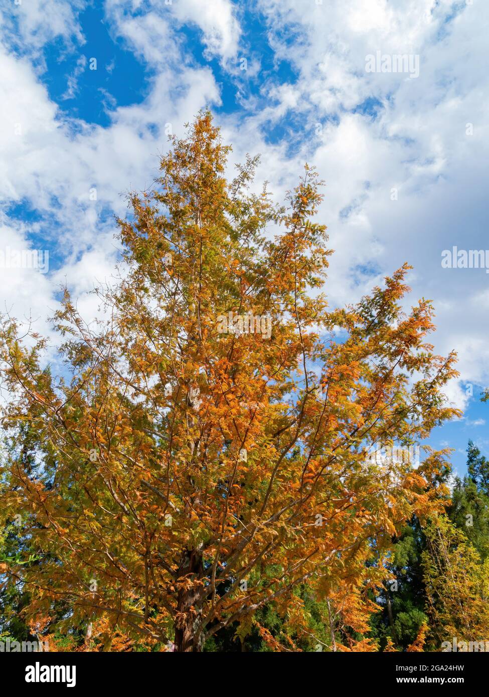 Beautiful fall color of Taxodium distichum in Wuling Farm at Taichung ...