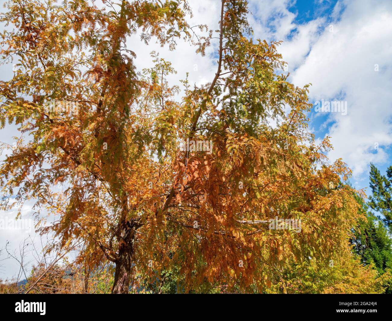 Beautiful fall color of Taxodium distichum in Wuling Farm at Taichung ...