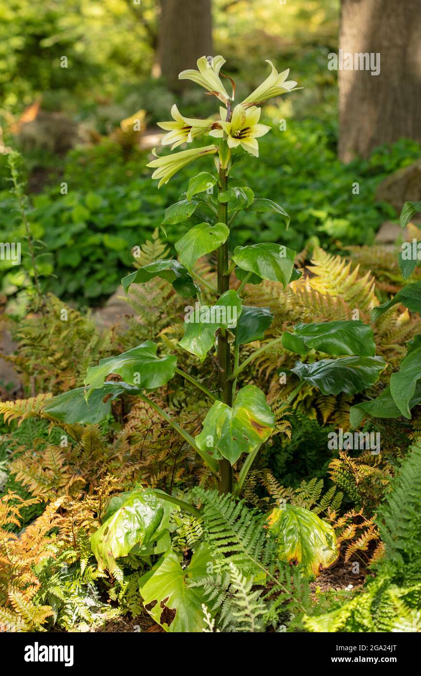 Outstanding Cardiocrinum Giganteum, giant Himalayan lily, giant lily ...