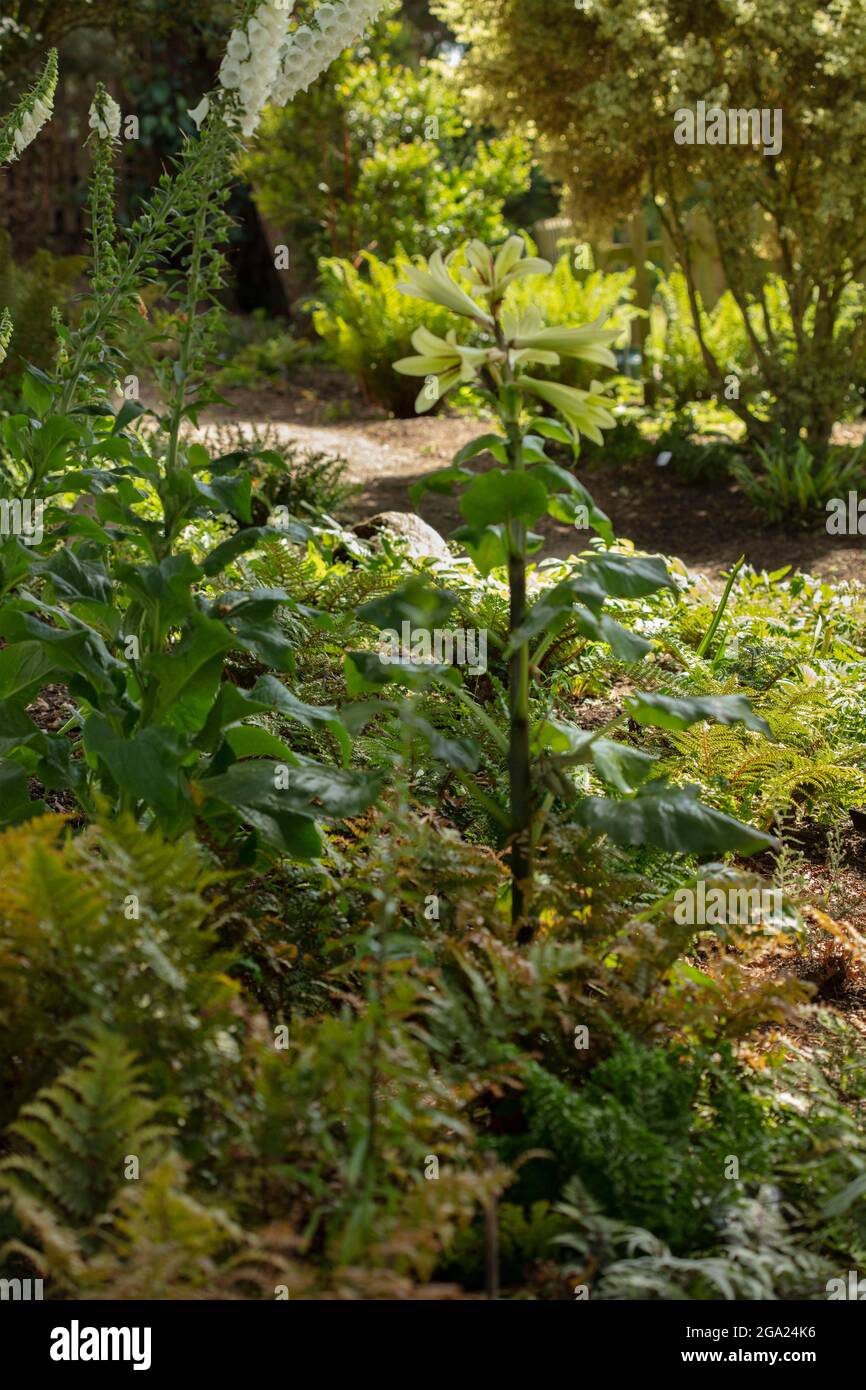 Outstanding Cardiocrinum Giganteum, giant Himalayan lily, giant lily ...