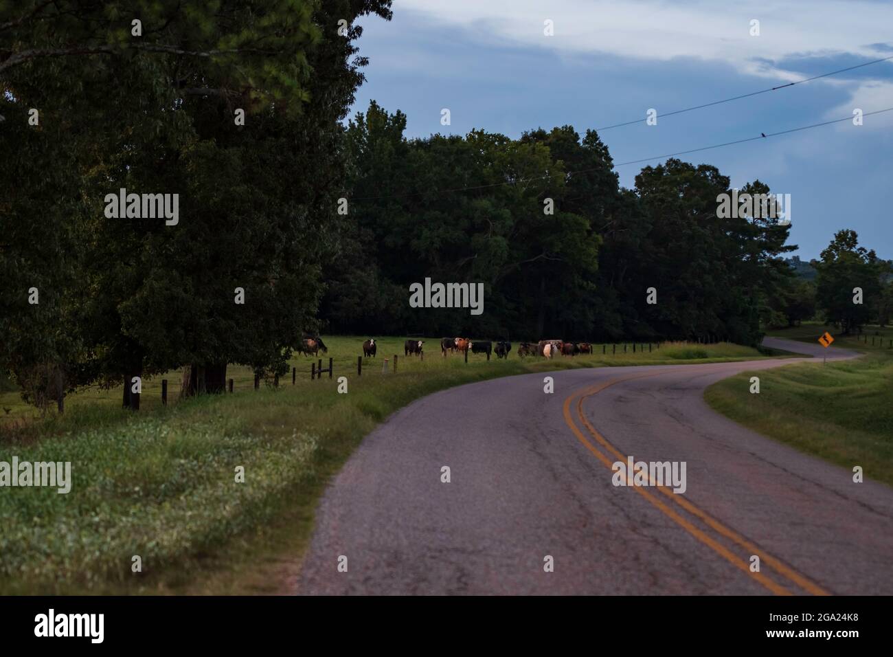 Rural country roadway with cattle in a pasture next to the road at dusk ...