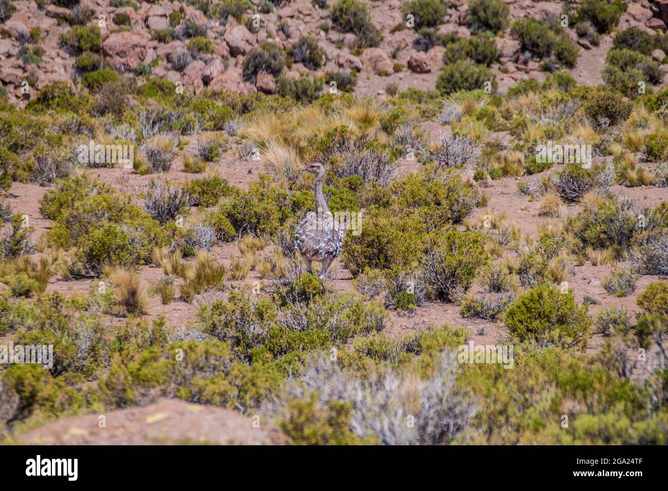 Bolivian nandu hi-res stock photography and images - Alamy