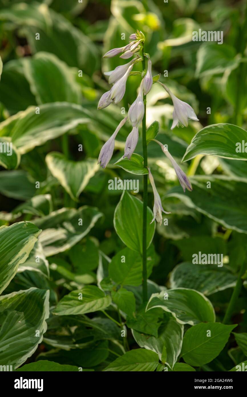 Variegated Hosta crispula, curled plantain lily, Hosta 'Marginata Alba ...