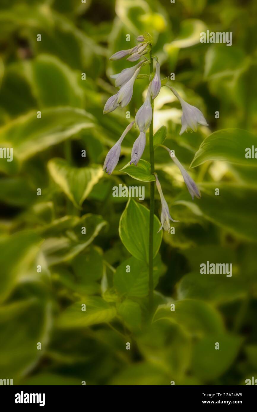 Variegated Hosta crispula, curled plantain lily, Hosta 'Marginata Alba ...