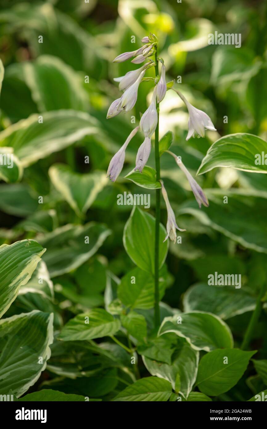 Variegated Hosta crispula, curled plantain lily, Hosta 'Marginata Alba ...