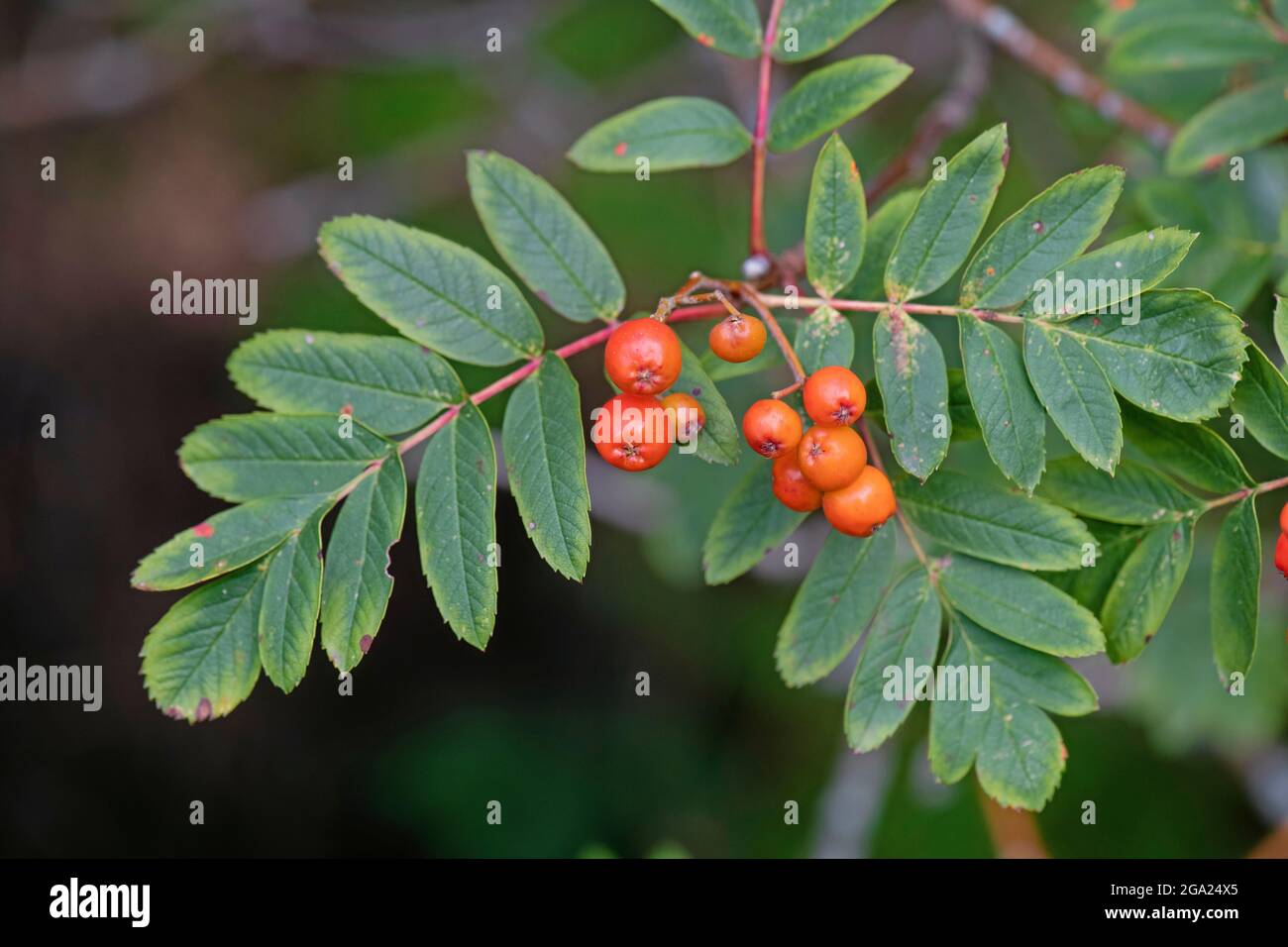 Berries (Sorbus fakhraei), Gotland, Sweden. Photo: Magnus Martinsson ...