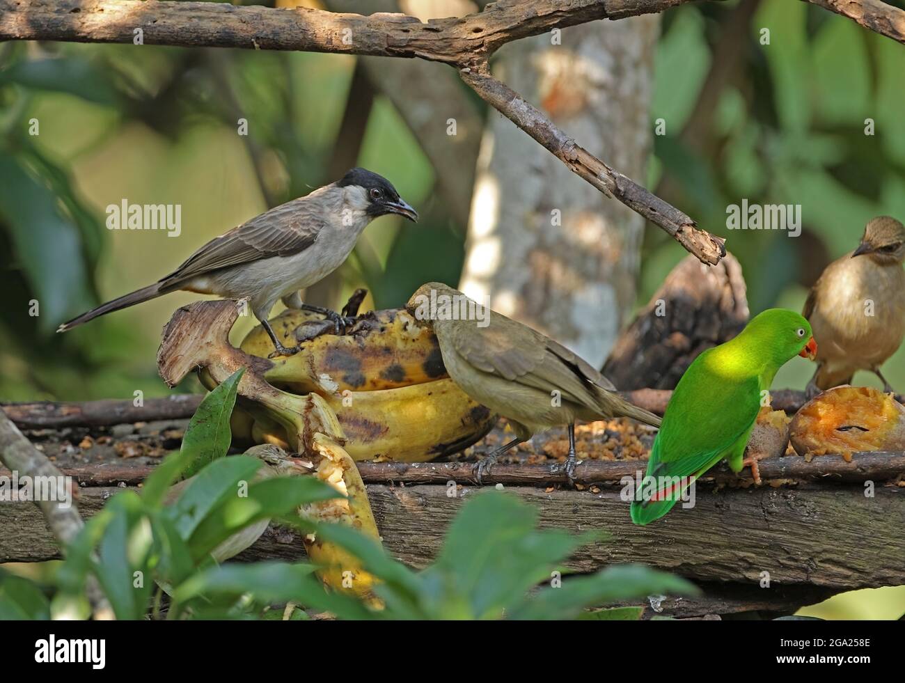 Sooty headed bulbul bird hi-res stock photography and images - Alamy