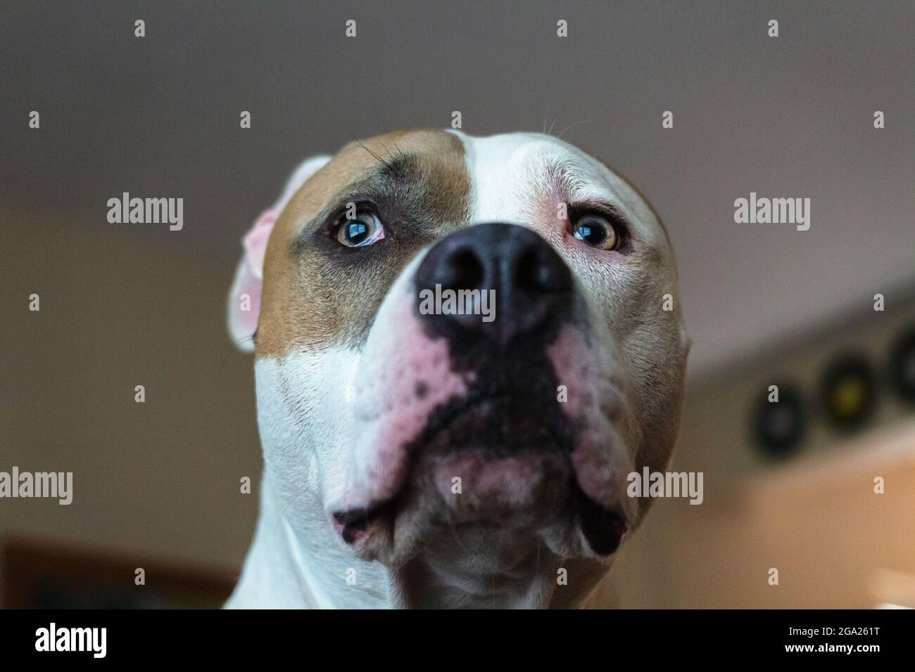 Scared pitbull hi-res stock photography and images - Alamy