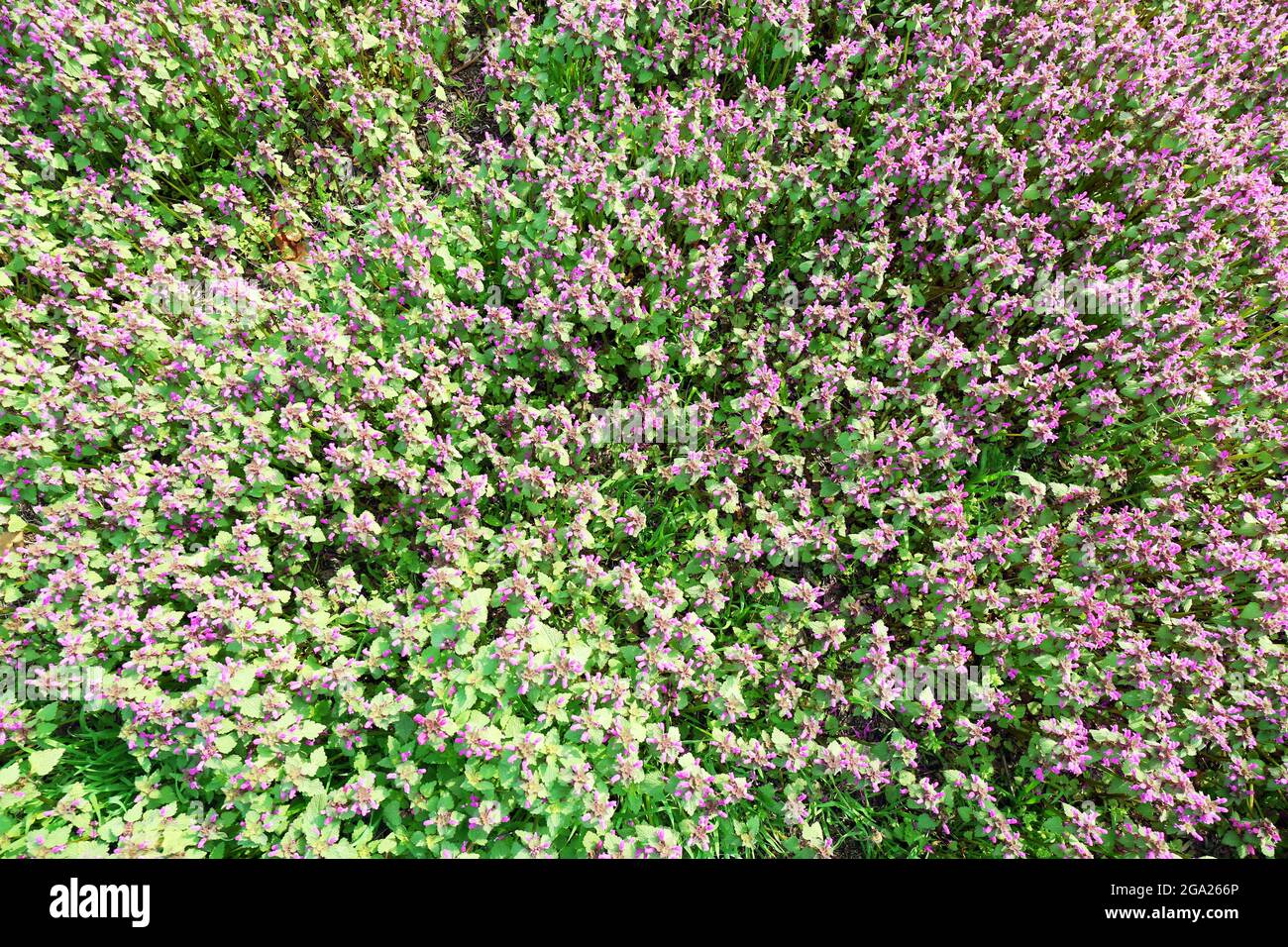 Beautiful green field with small flowers outdoors Stock Photo - Alamy