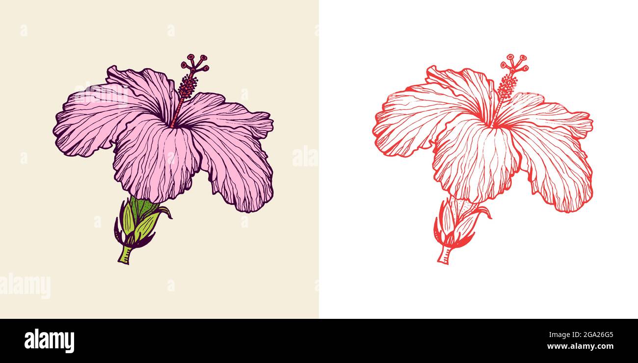 Strelitzia, Hibiscus, Plumeria. Flowering plants. Tropical or exotic ...