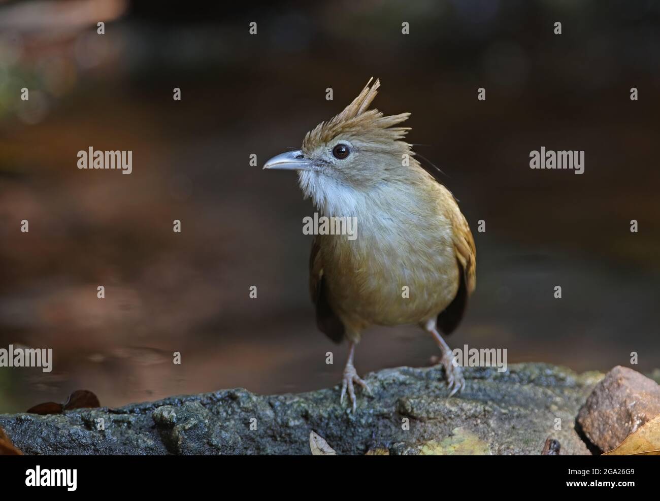 Ochraceus hi-res stock photography and images - Alamy